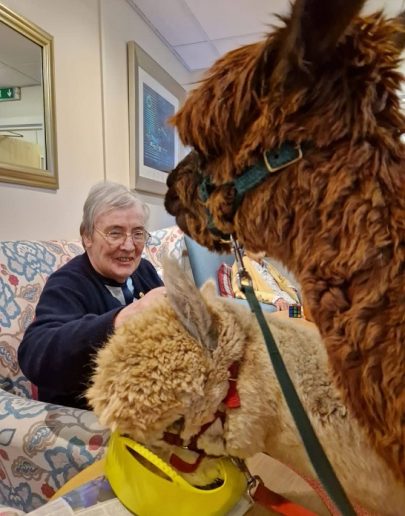 Pets in care homes | alpacas | Ashley Court