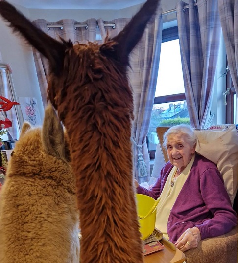 Pets in care homes | alpacas | Ashley Court