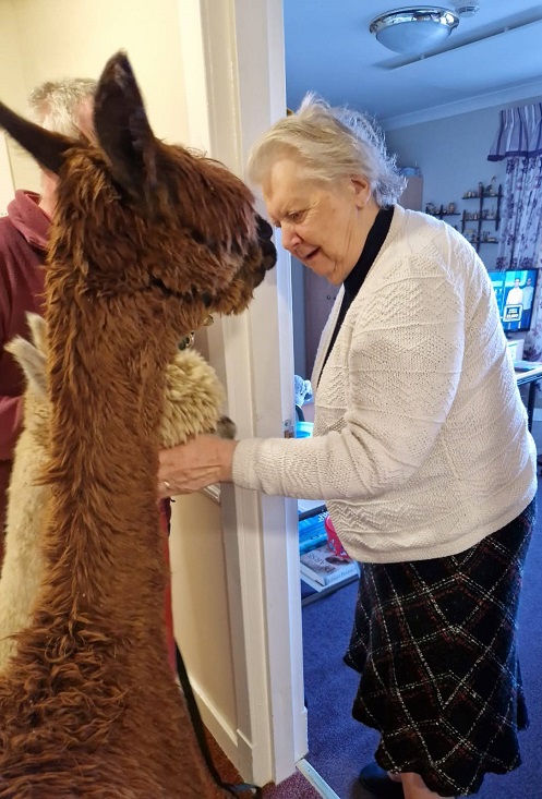 Pets in care homes | alpacas | Ashley Court