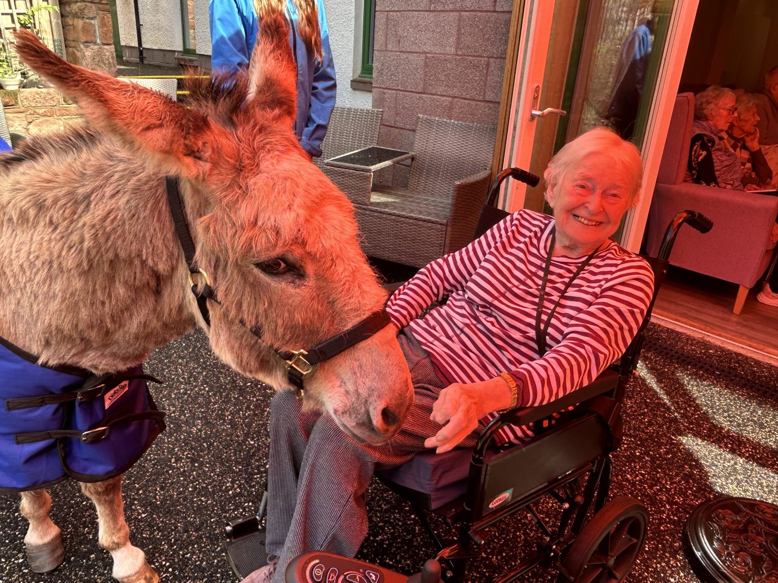 care home activities| Donkey visit | Muirfield | Gullane