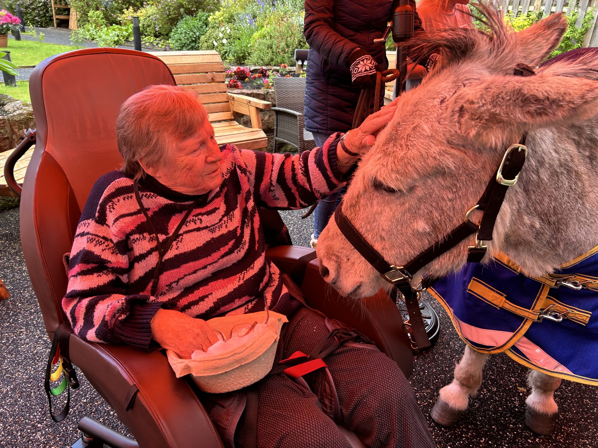 care home activities| Donkey visit | Muirfield | Gullane
