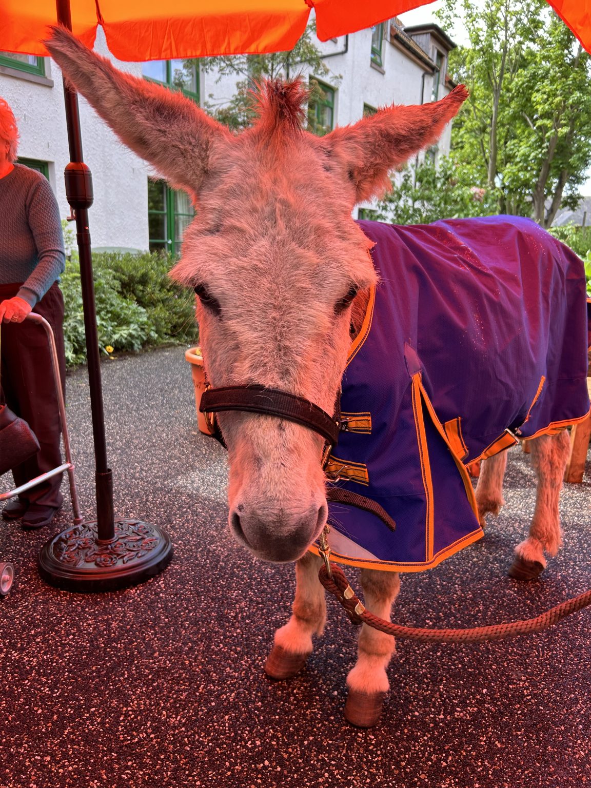 care home activities| Donkey visit | Muirfield | Gullane