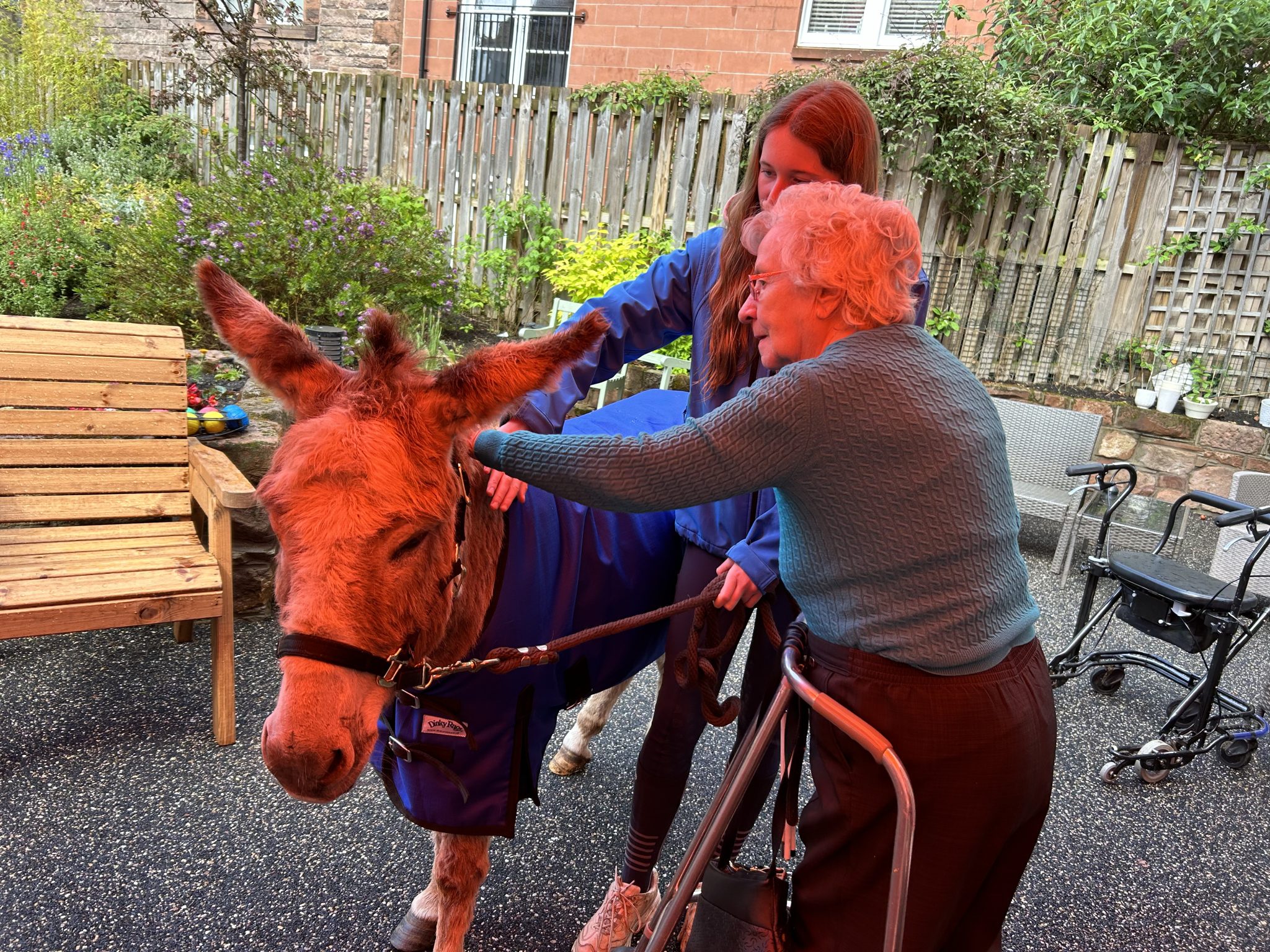 care home activities| Donkey visit | Muirfield | Gullane